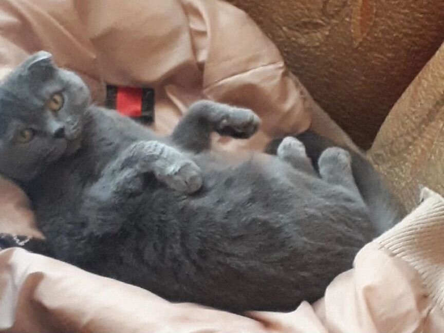 Британская вислоухая кошка