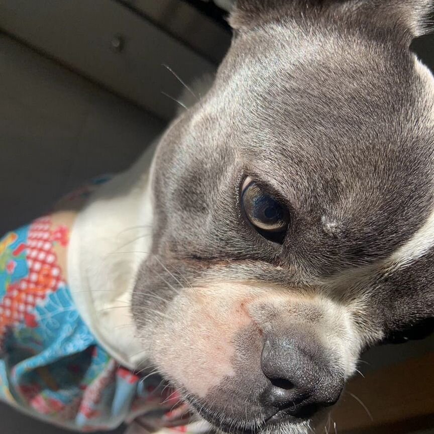 Французский бульдог ищет новую семью