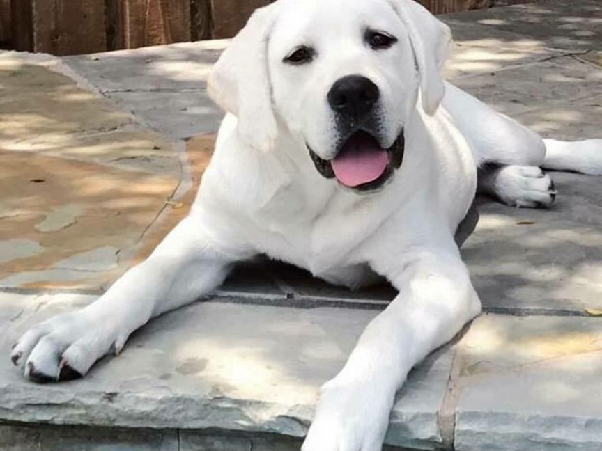 Потерялся лабрадор отдам бесплатно мальчик