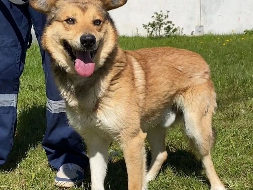 Домашняя собака Антошка оказался в приюте