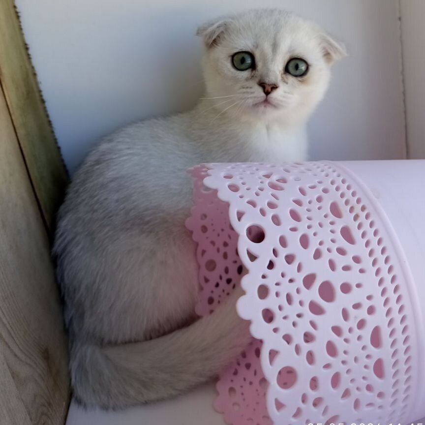 Шотландский вислоухий короткошёрстный котёнок