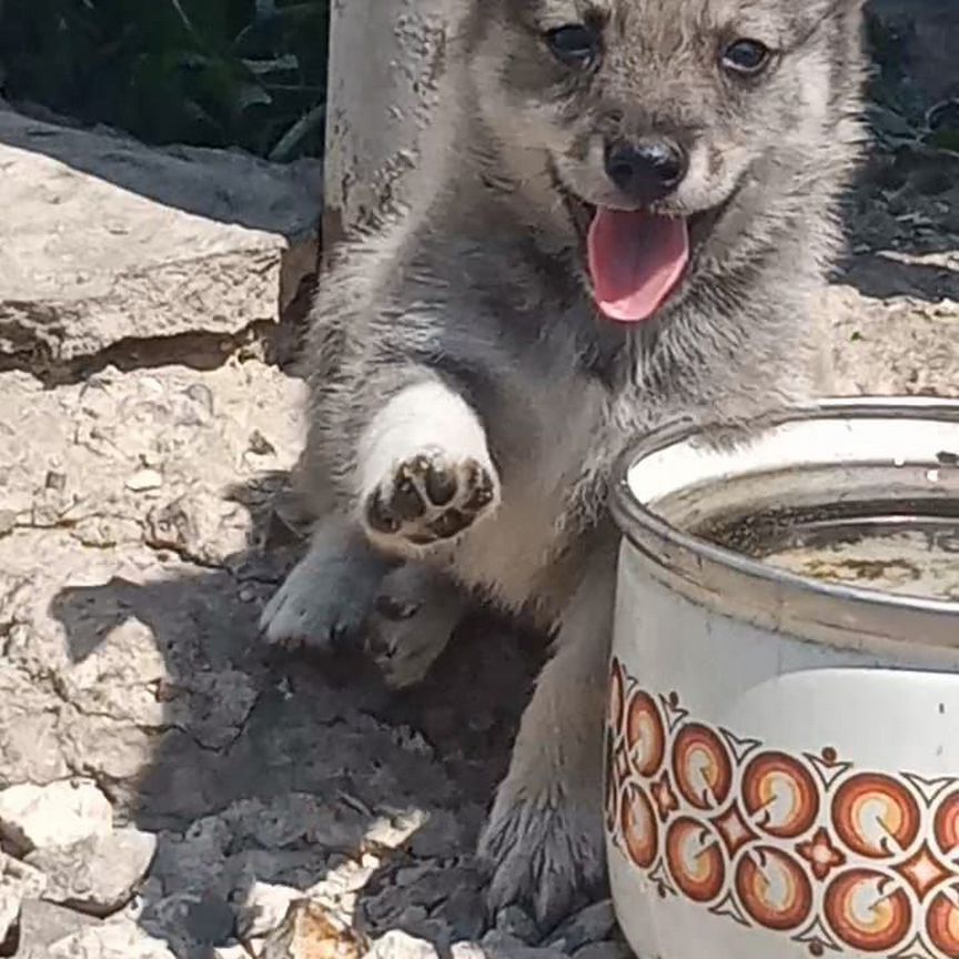 Щенок в добрые руки, Заводская