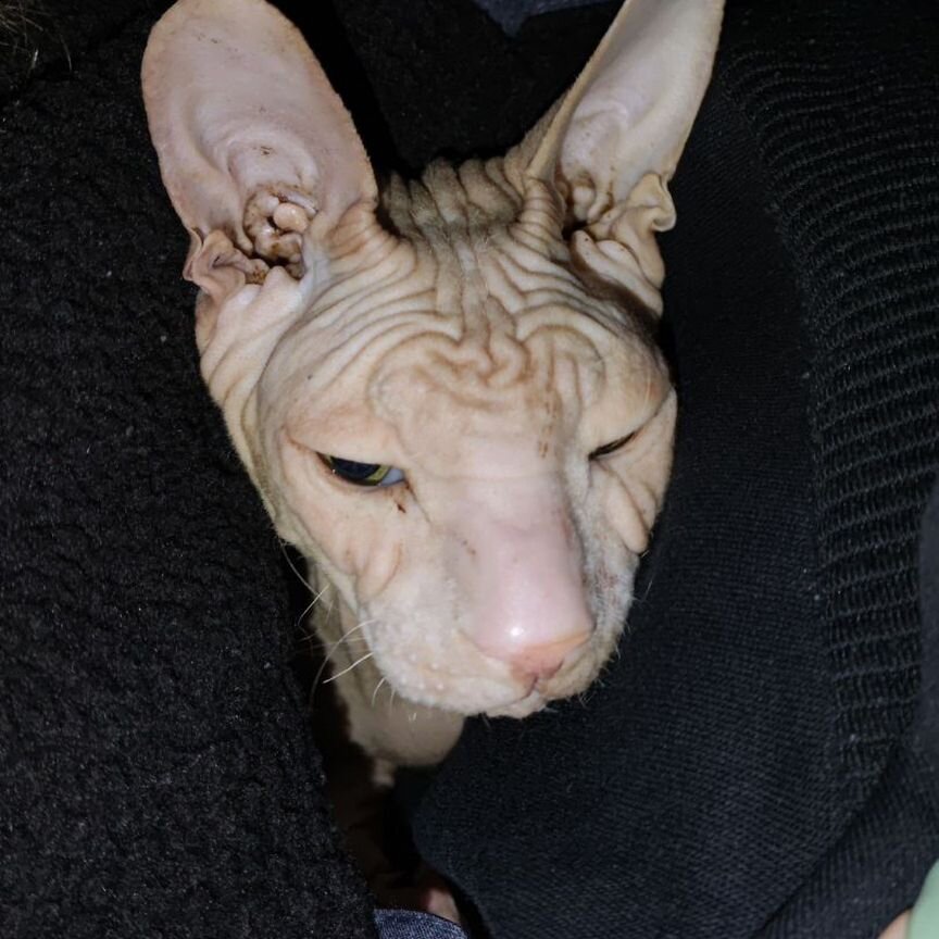 Найденные коты
