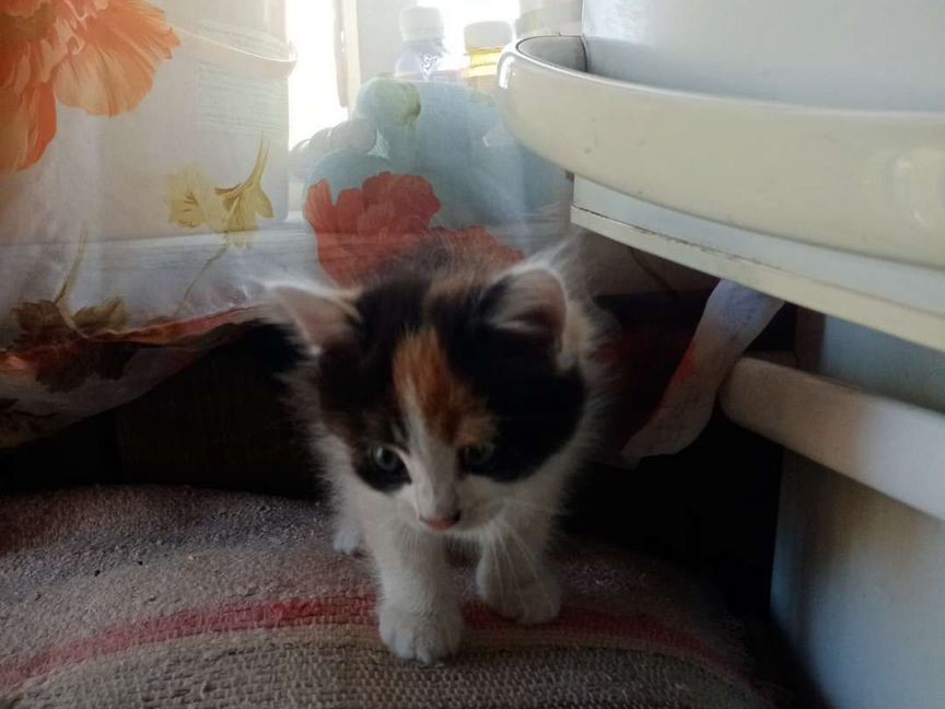 Кошечки, богатки