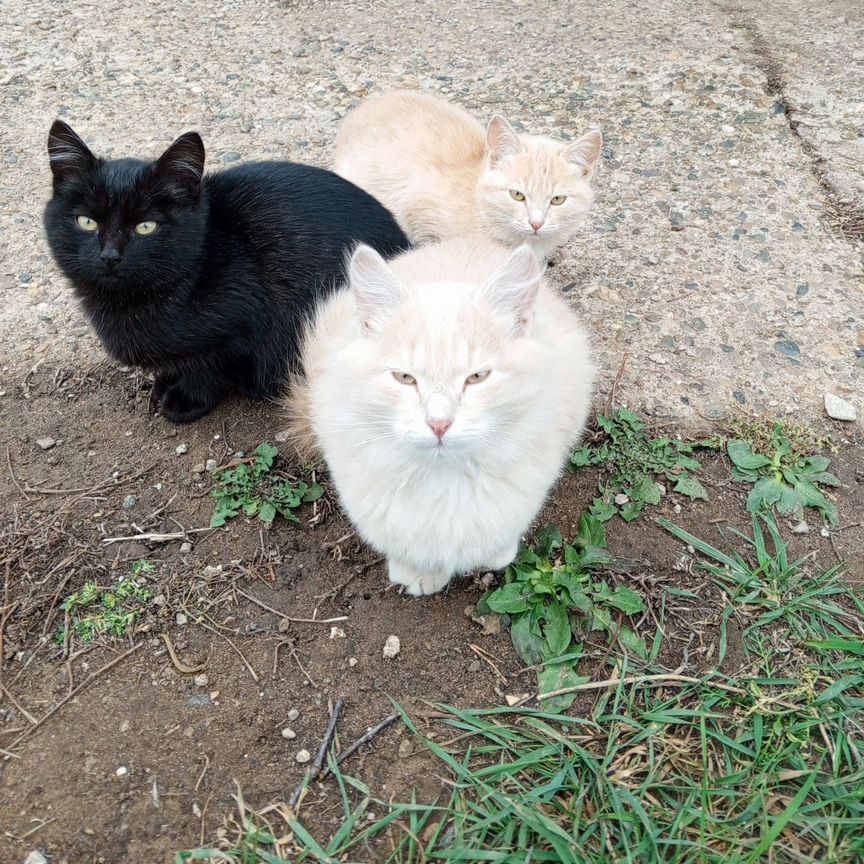 Котята в добрые руки