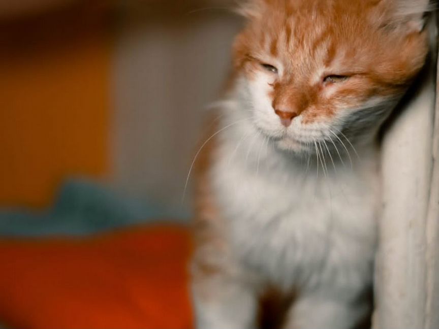 Котик Леон