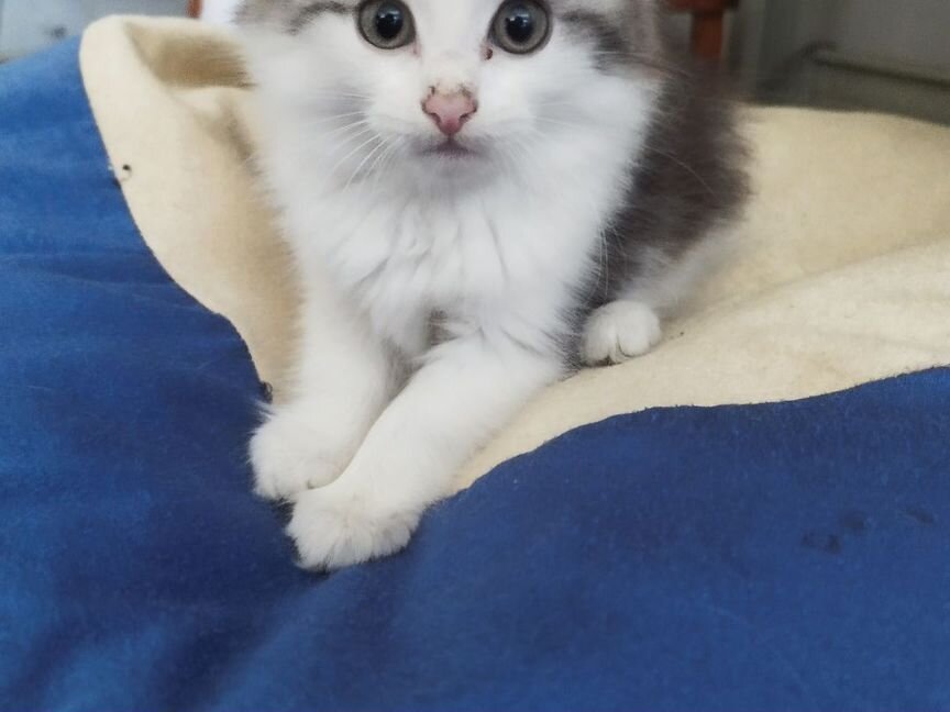 Котенок