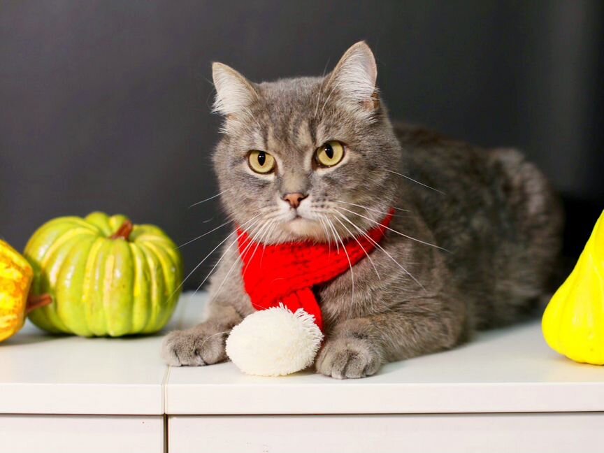 Ласковый котик Сеня хочет быть домашним