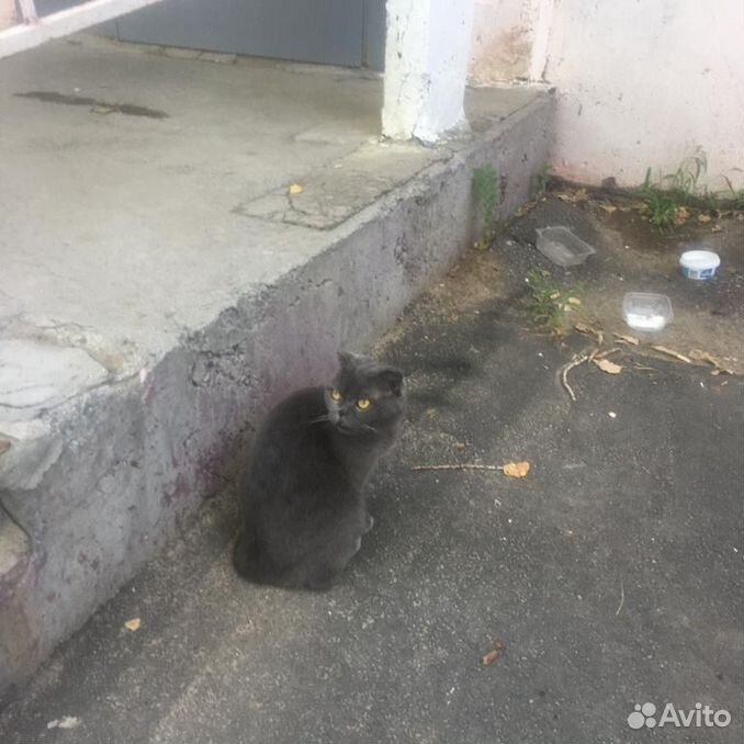 Давайте спасем Прибилась кошка к подьезду