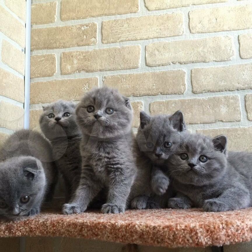 Вислоухие голубые котята