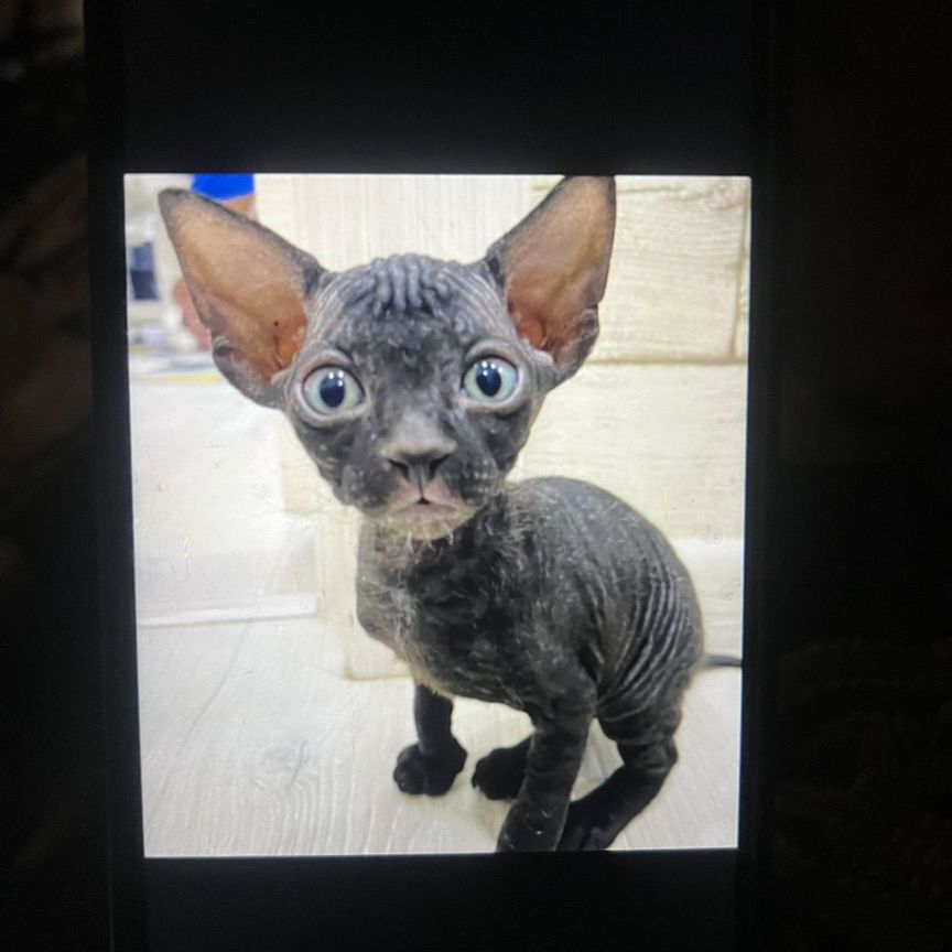 Донской сфинкс котёнок