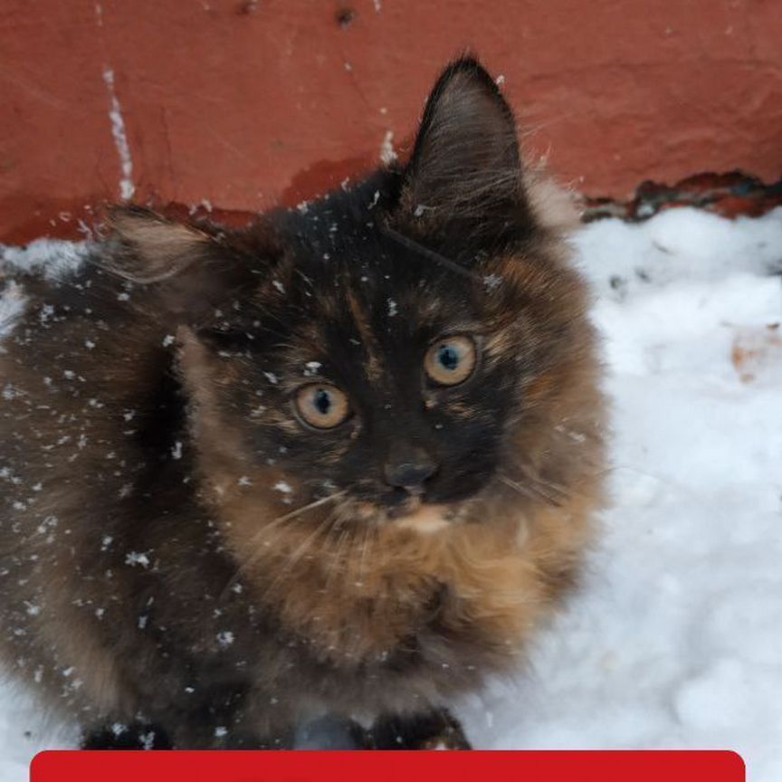 Котёнок в добрые руки