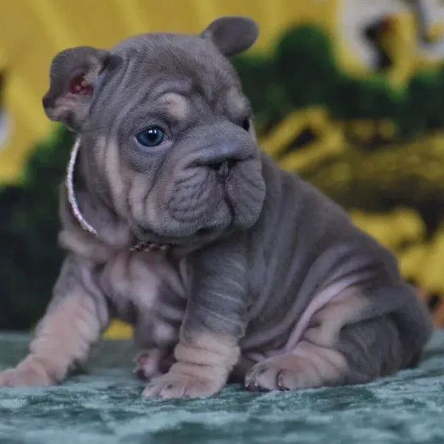 Французский бульдог, щенок