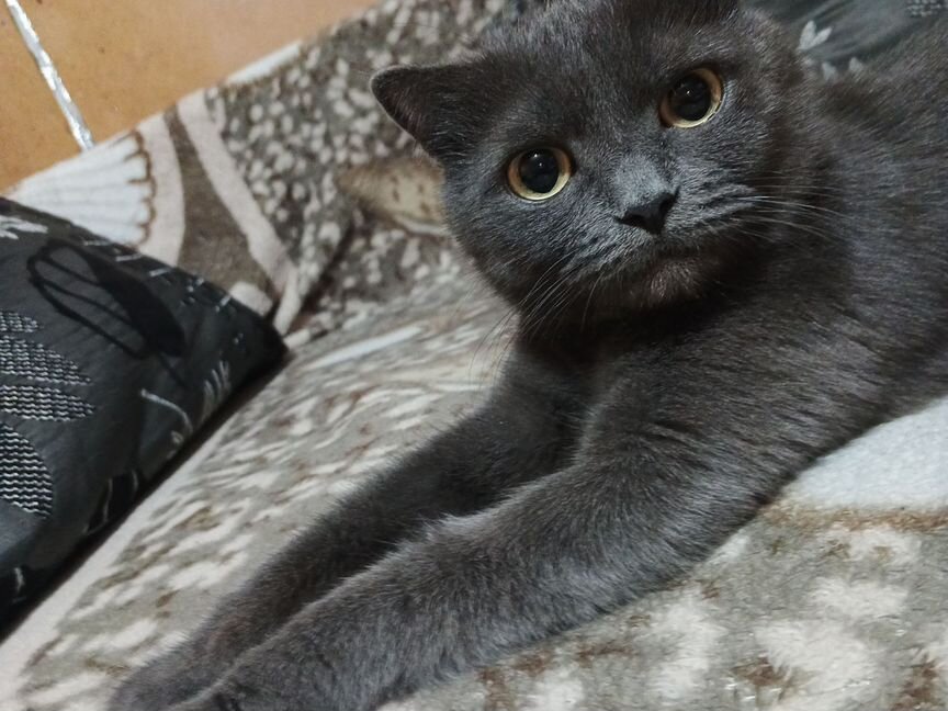 Шотландская вислоухая кошка, серая