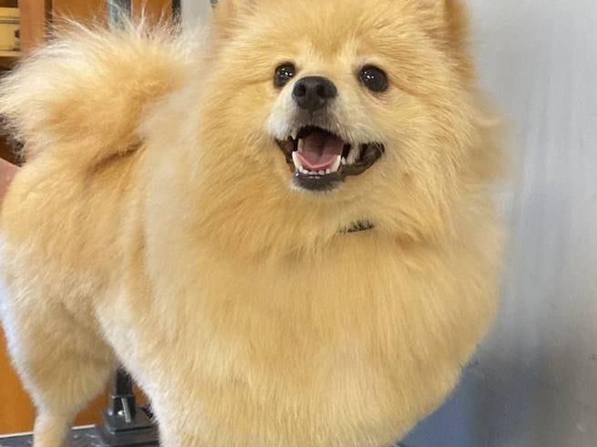 Маленькая собака шпиц