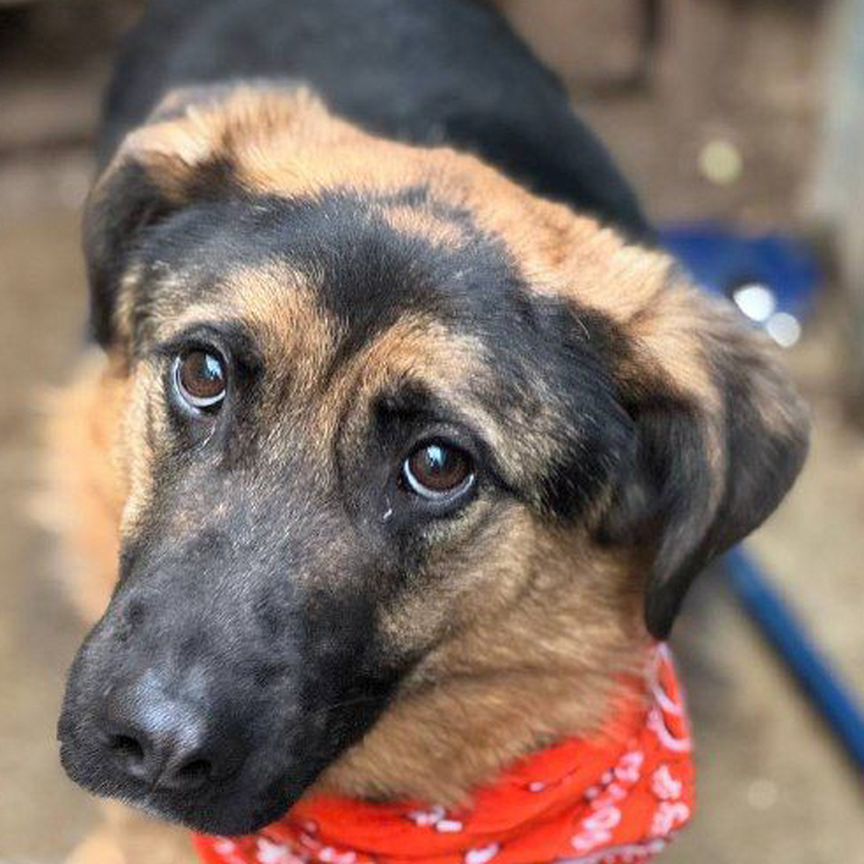 Взрослый пёс в добрые руки