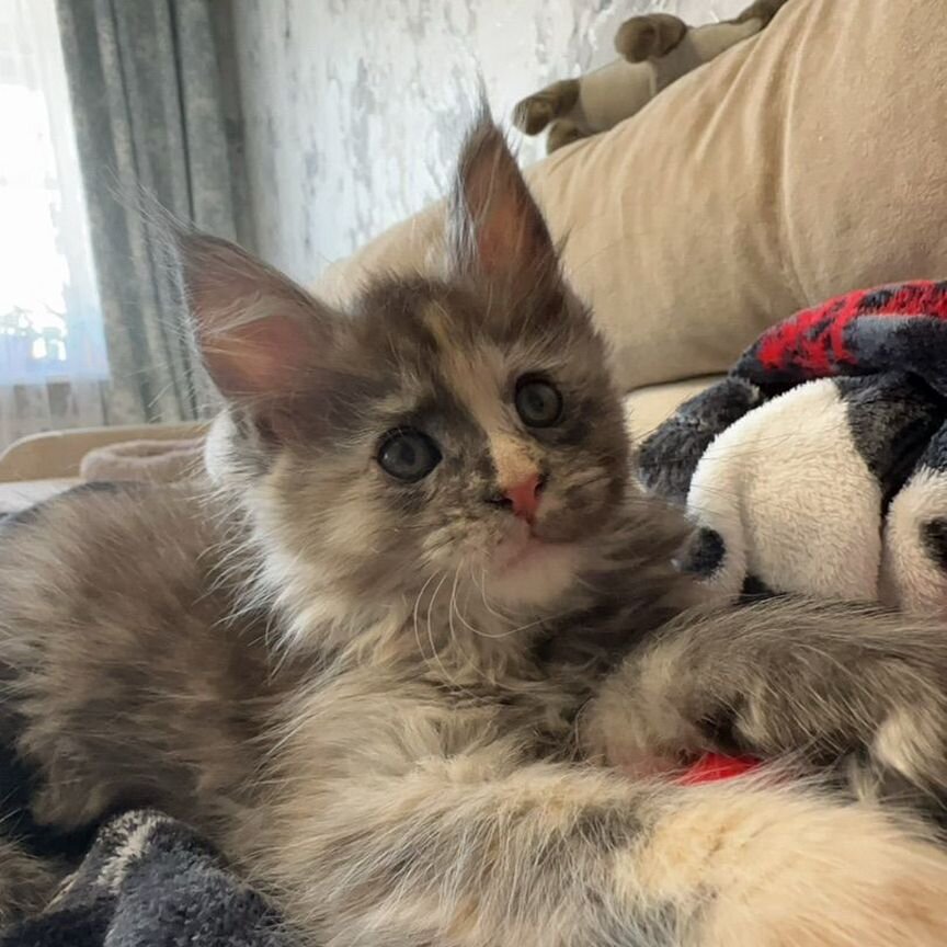Котенок мейн-кун