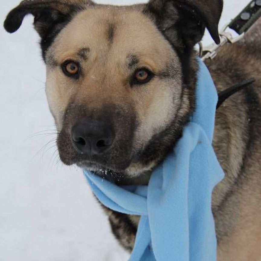 Верный и добрый защитник Кайзер