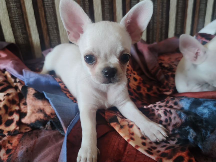 Белоснежное счастье