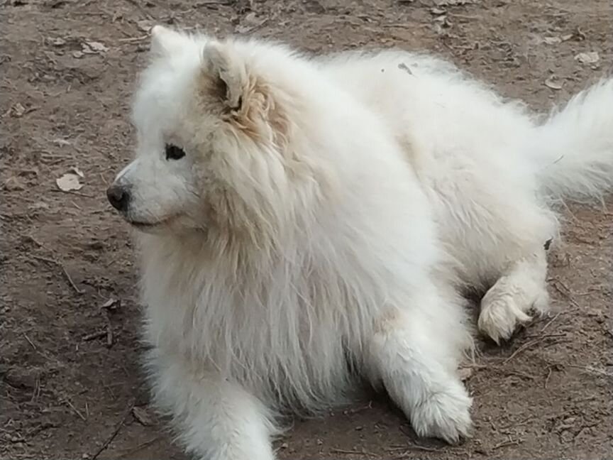 Самоедская лайка