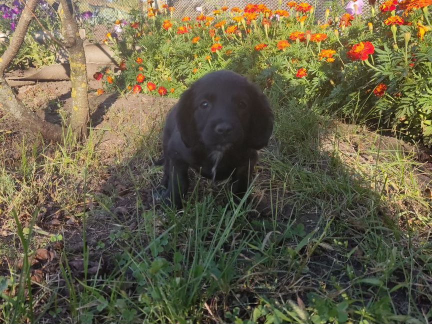 Щенки Русского охотничего спаниеля