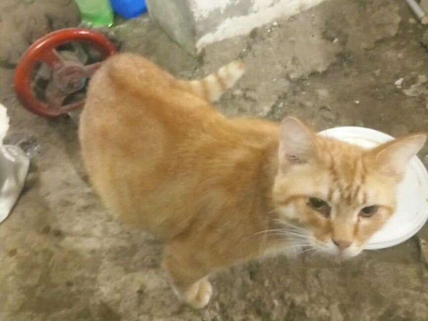 Кот нужна передержка или дом