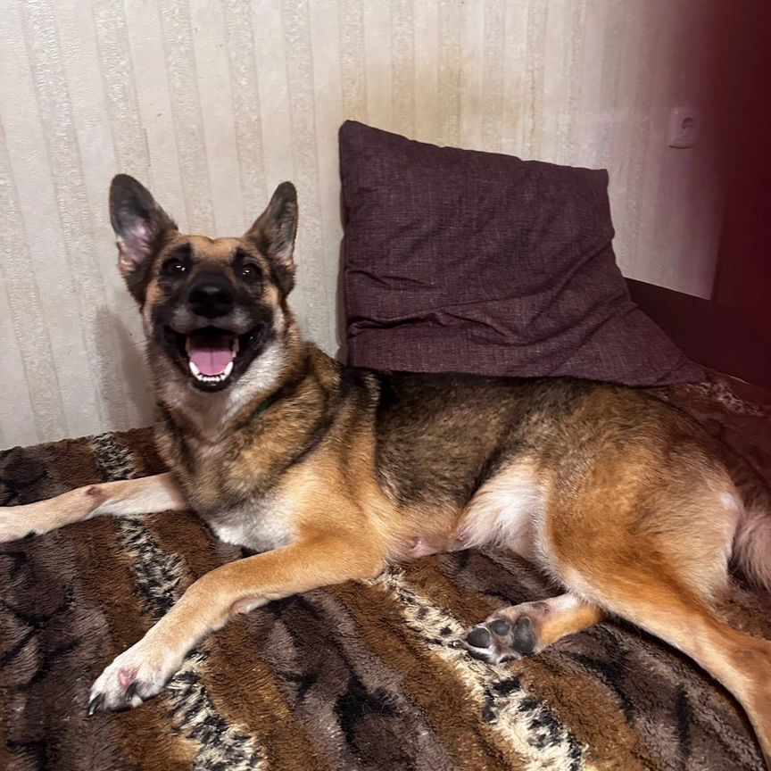 Собака в добрые руки