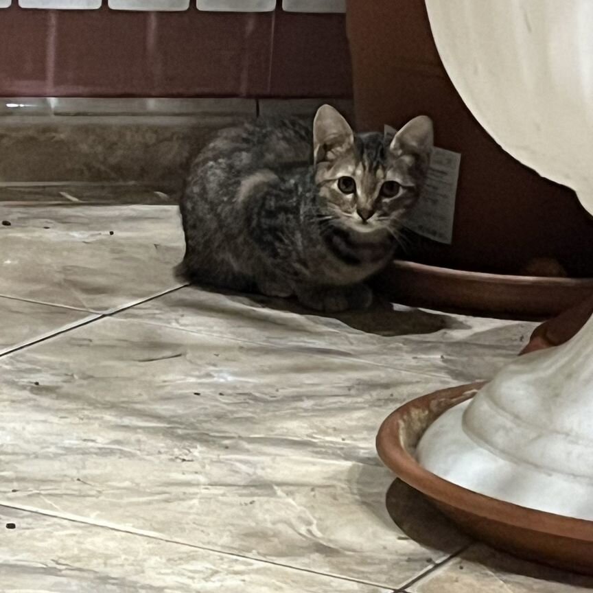 Котёнок в добрые руки