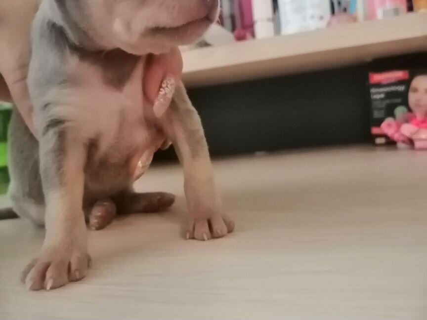 Лиловые крошки тойчики