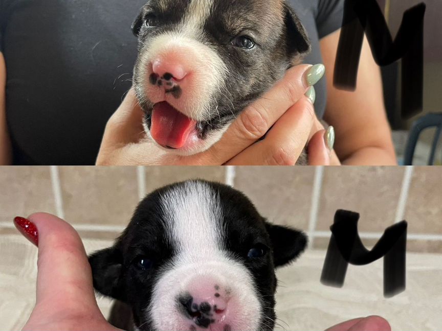 Щенки Амстаффа