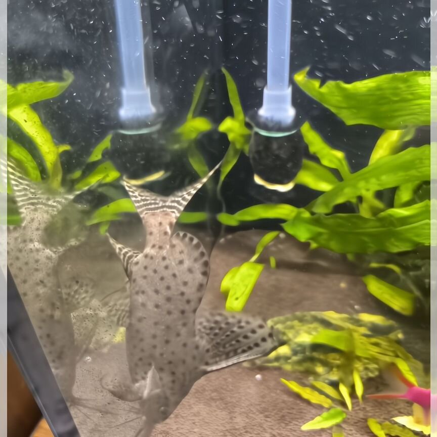 Сом Синодонтис перевёртыш взрослый