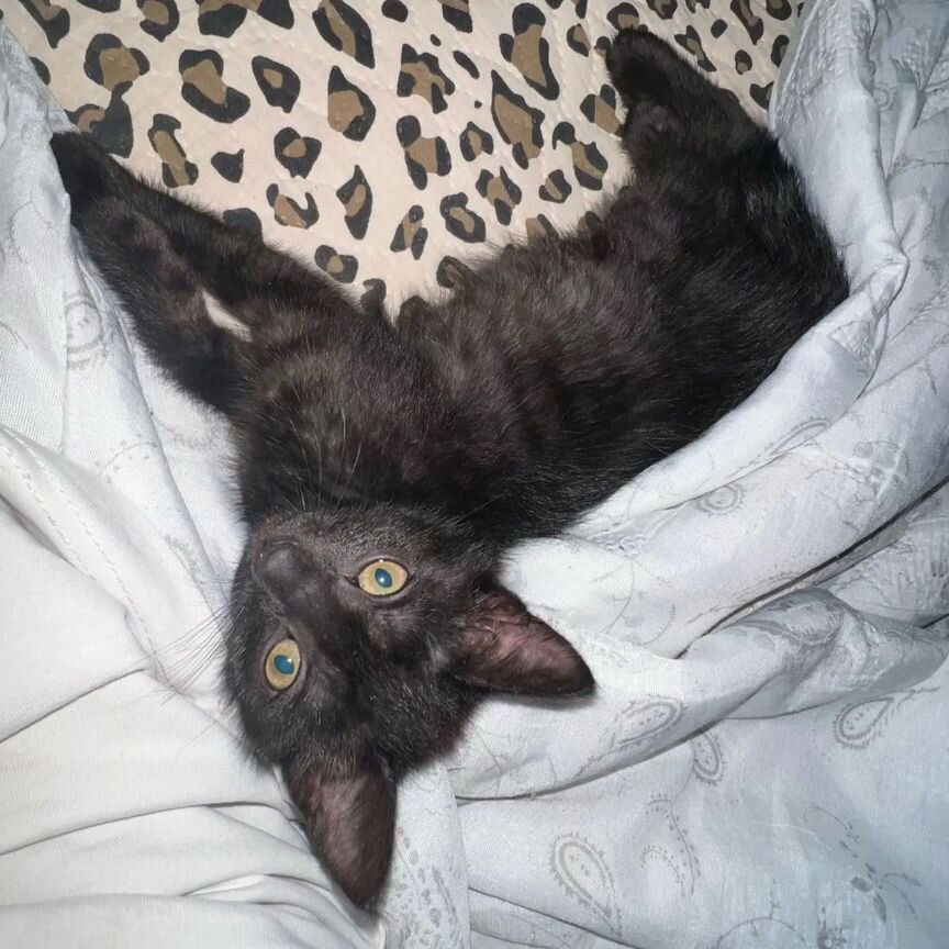 Котёнок в добрые руки
