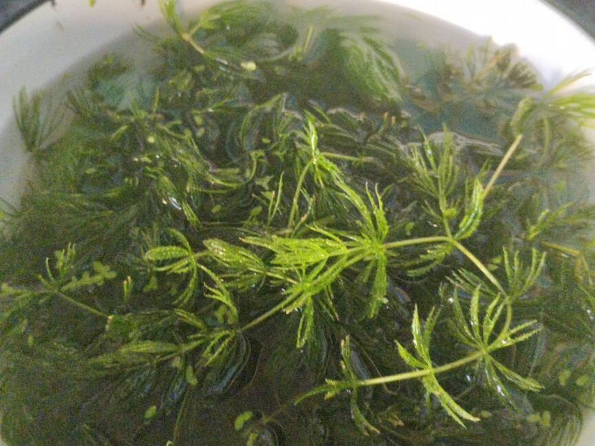 Роголистник в аквариум