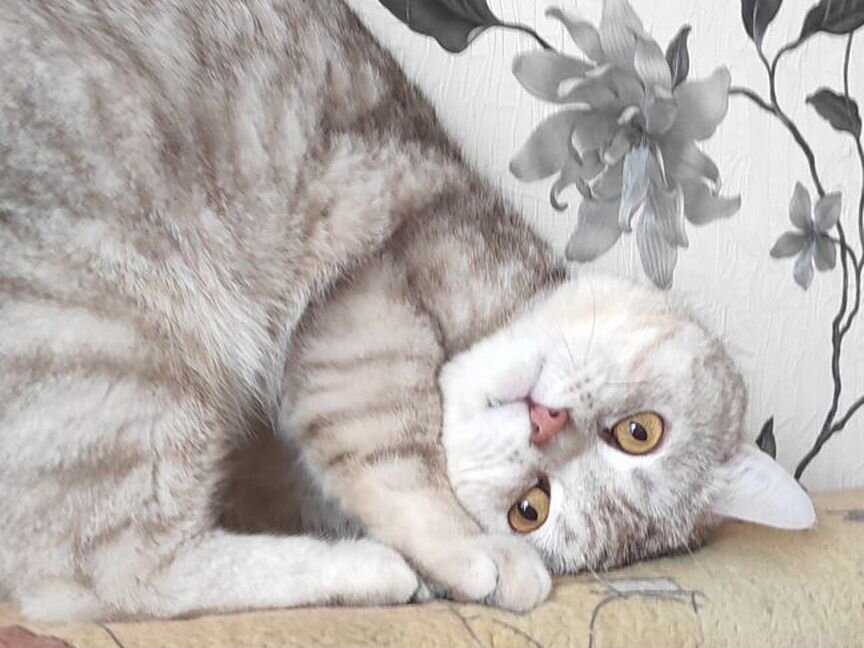 Шотландский кот вязка