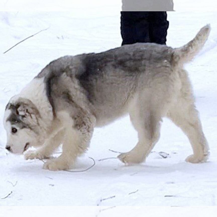 Среднеазиатская овчарка, щенок