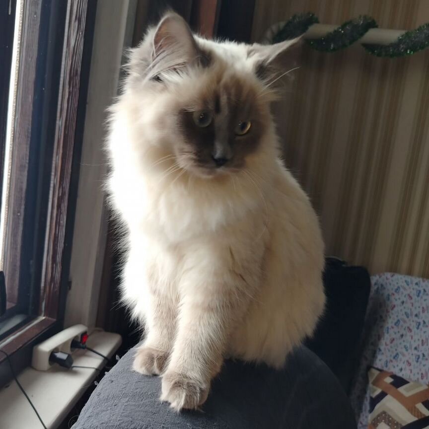 Красивая кошечка 7 месяцев