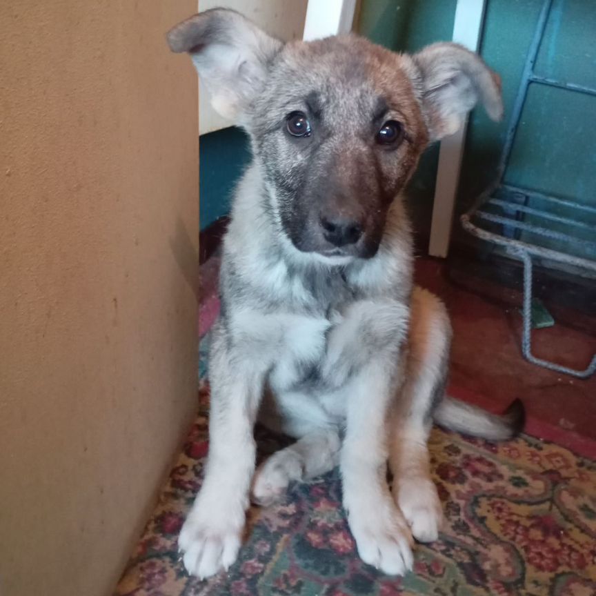 Щенок мальчик помесь с бельгийской овчаркой