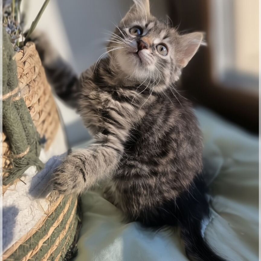 Котёнок в добрые руки