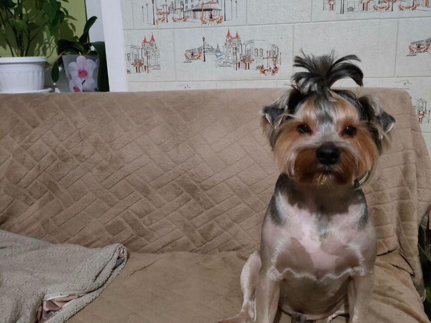 Собака в добрые руки маленькая порода