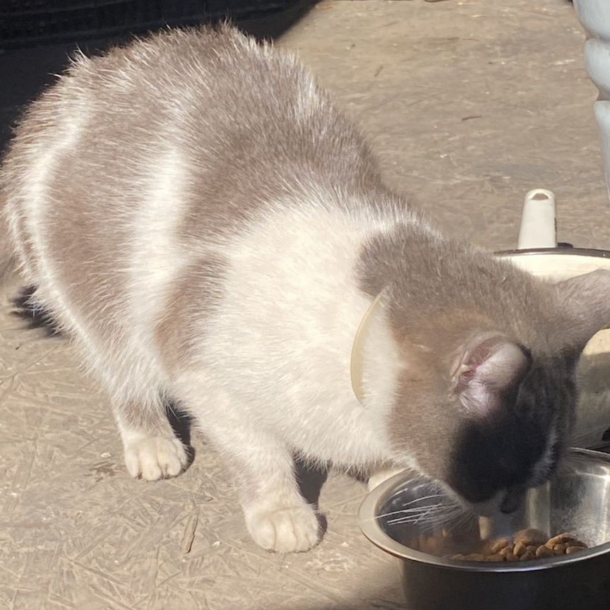 Взрослая, кошка в добрые руки