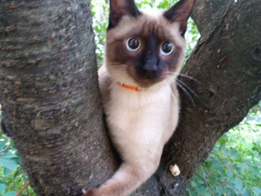 Вязка с котом Сиамской породы