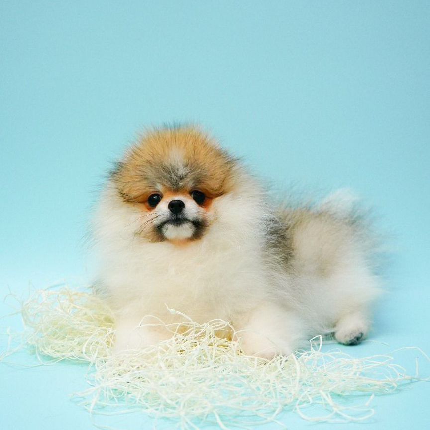 Померанский шпиц мини