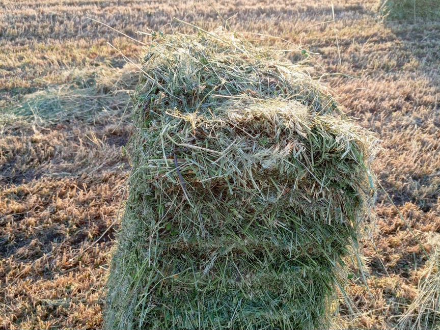 Продаю сено