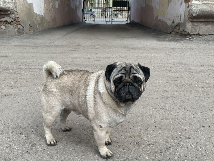 Мопс вязка мальчик