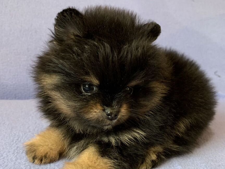 Щенки шпица