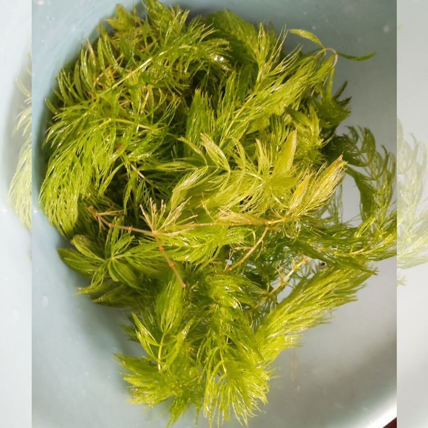 Рогалистник-Аквариумное растение