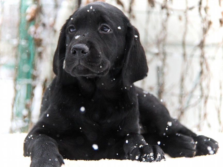 Лабрадор ретривер щенки