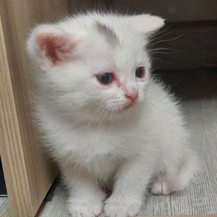 Шотландский прямоухий длинношёрстный котёнок