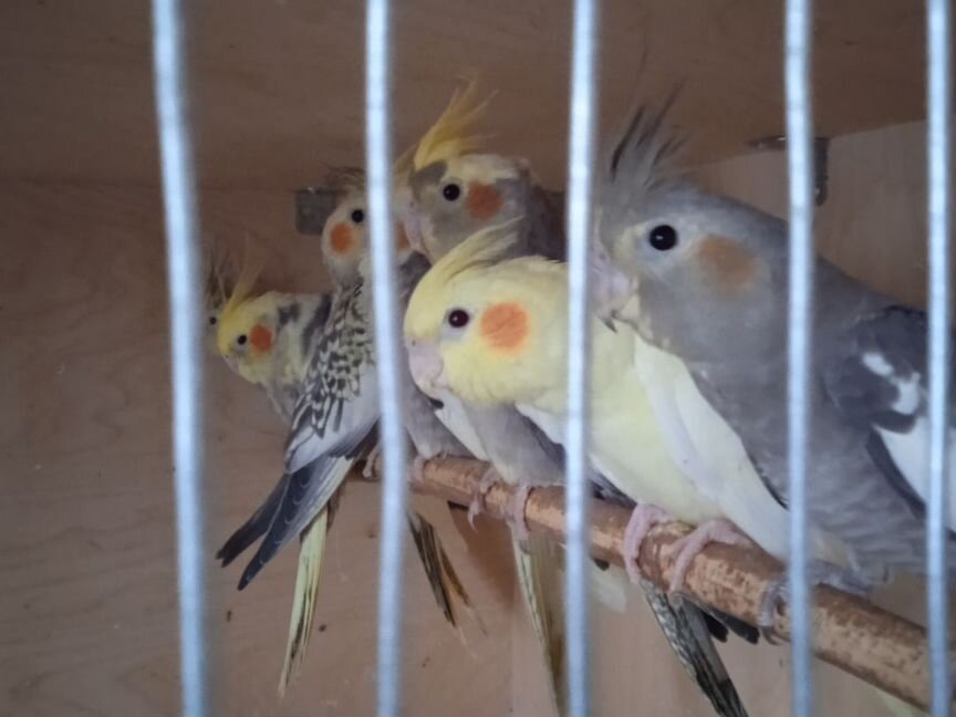 Попугай корелла