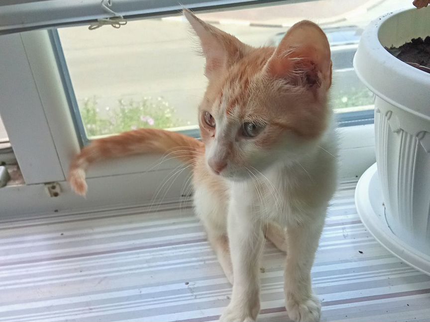 Котенок в добрые руки Помогите